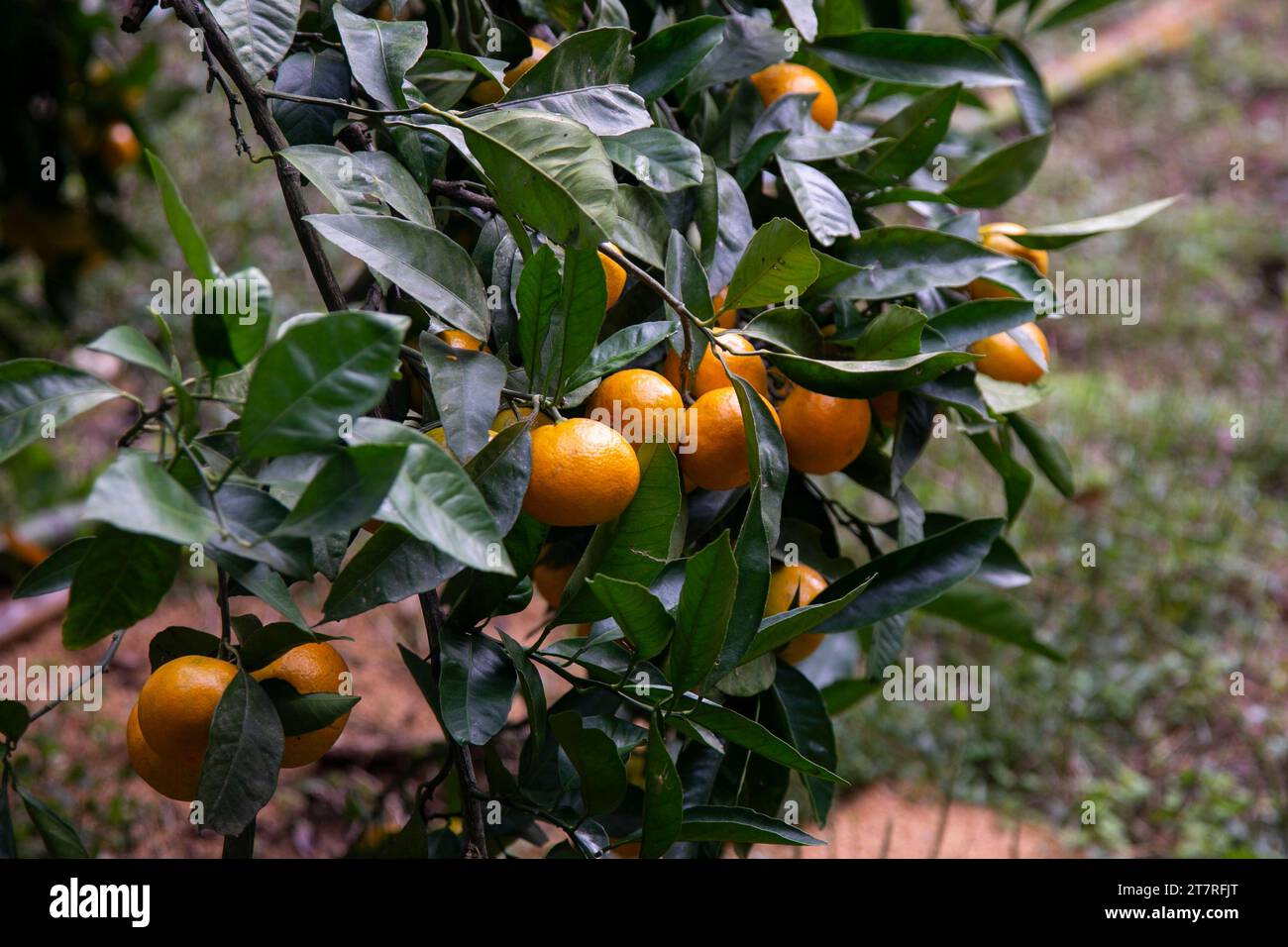 Mikan is a tangerine-like citrus fruit that is grown in warmer regions ...
