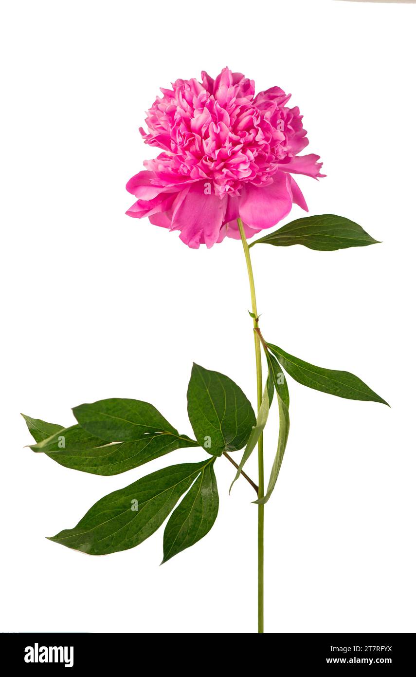 Peony flower. Large pink peony isolated on white background Stock Photo ...