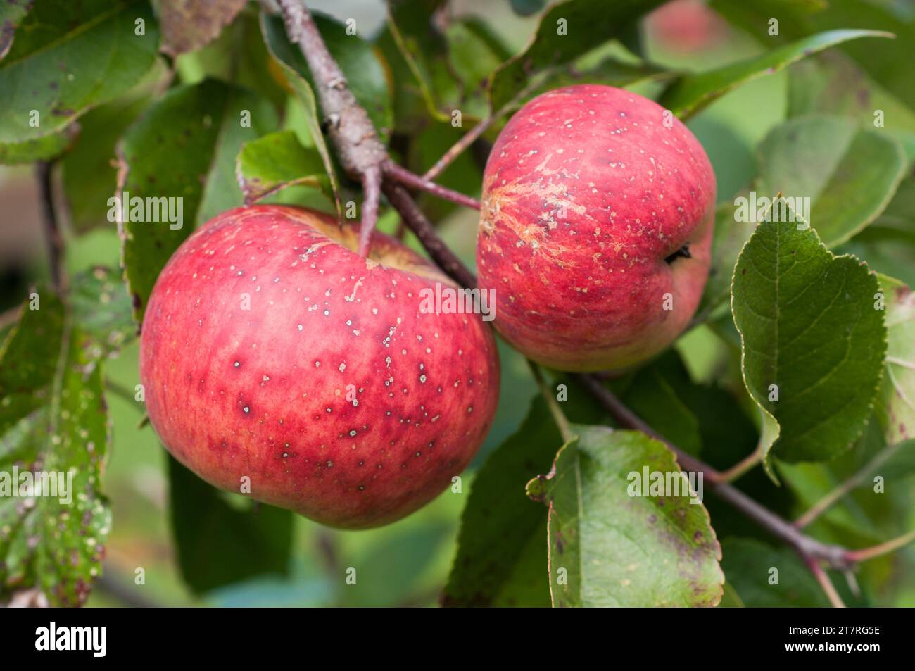 Featuring two ripe hi-res stock photography and images - Alamy