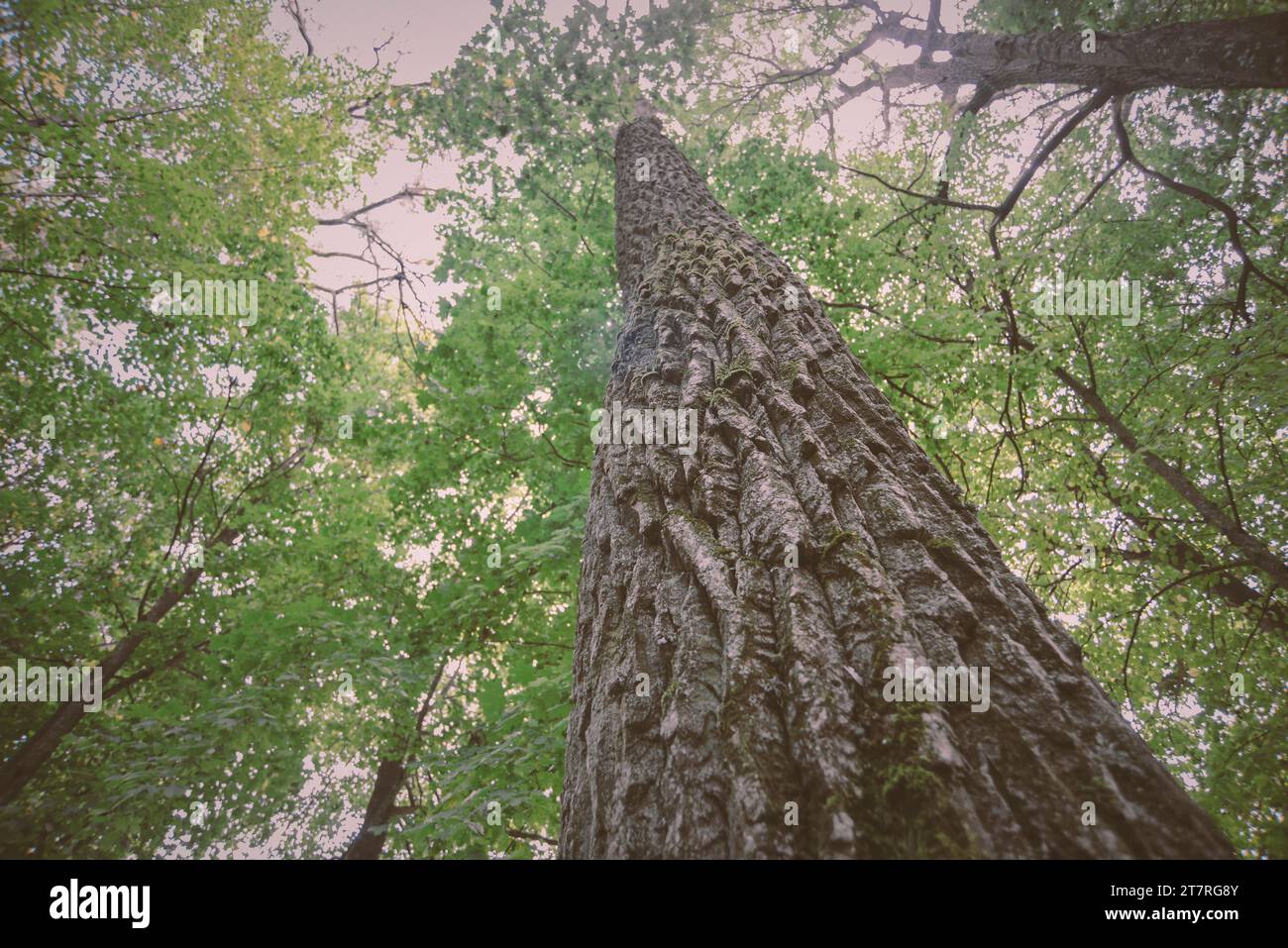 Poplar tree hi-res stock photography and images - Alamy