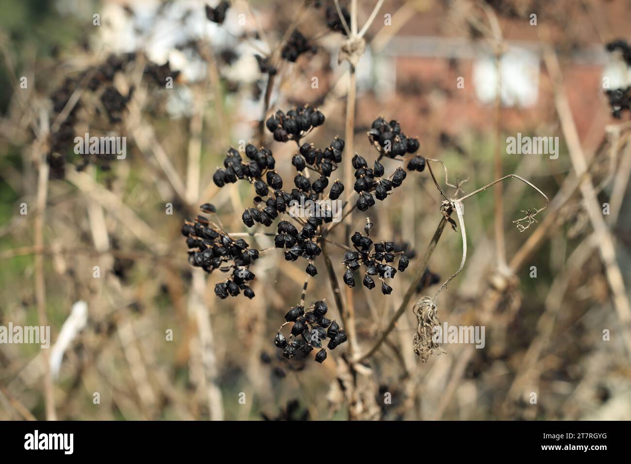 Seeds from Alexanders growing alongside The Royal Military Canal at ...