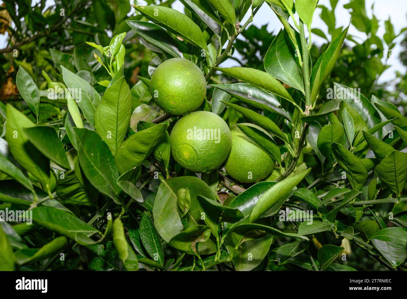 Plucking lemons hi-res stock photography and images - Alamy