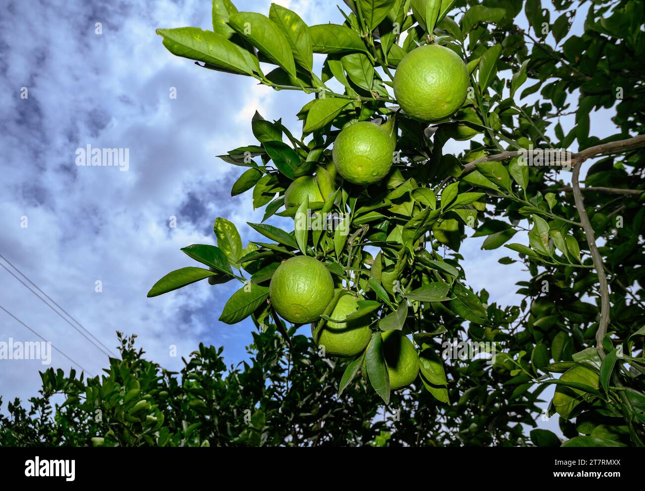 Sweet Malta Orange Fruit Plant or Sweet Malta Lemon is a delicious and ...