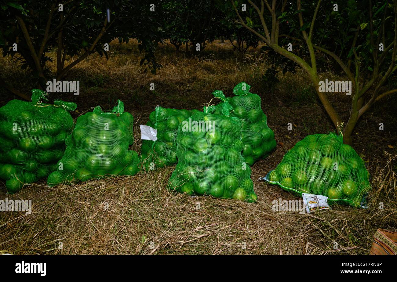 Plucking lemons hi-res stock photography and images - Alamy