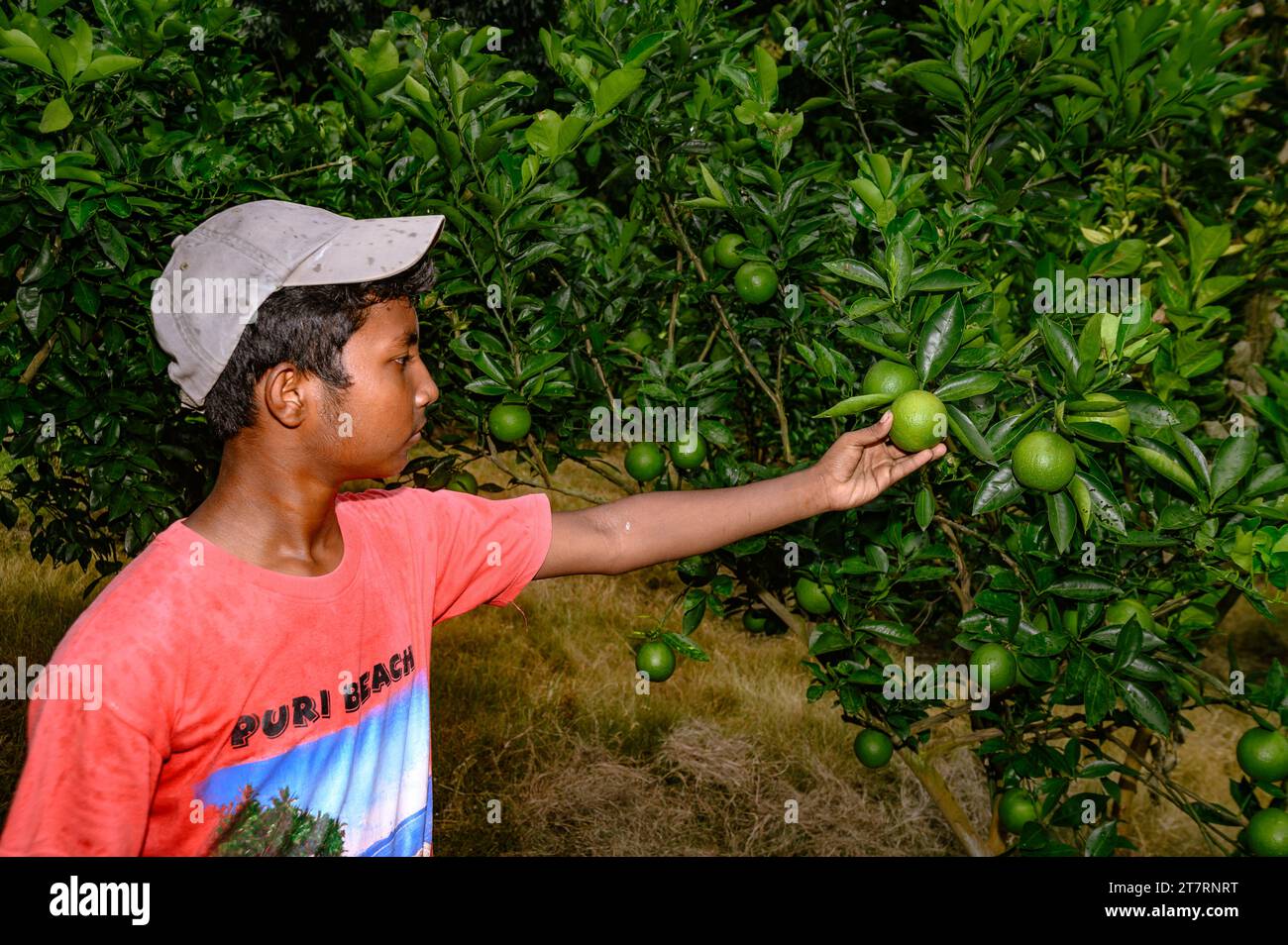 Sweet Malta Orange Fruit Plant or Sweet Malta Lemon is a delicious and ...