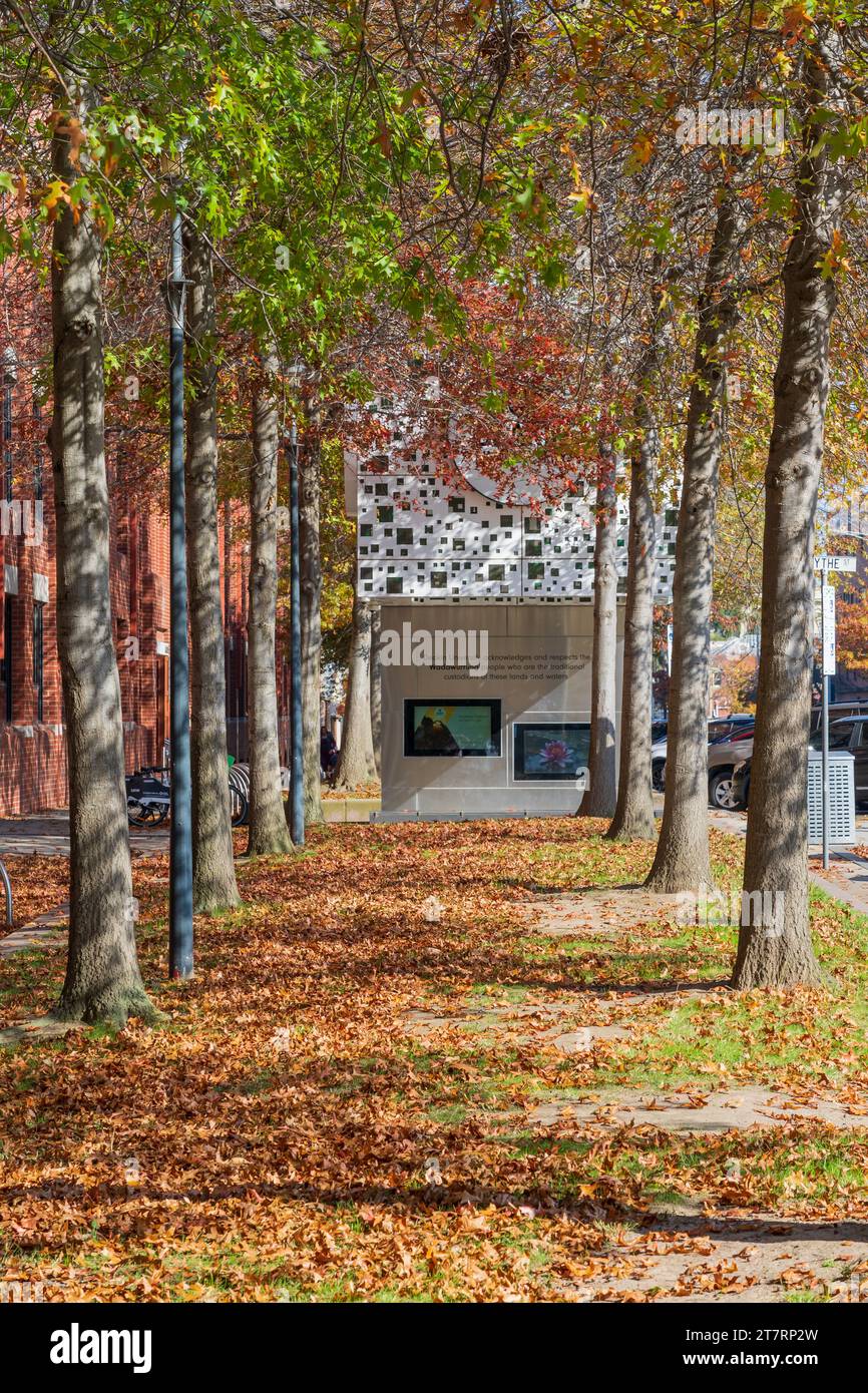 Australian maple leaf hi-res stock photography and images - Alamy