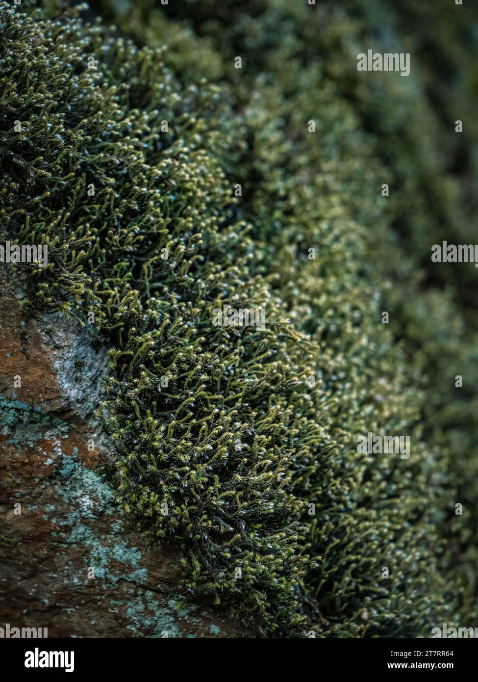 Frost covered moss during winter, background texture detail, moody ...