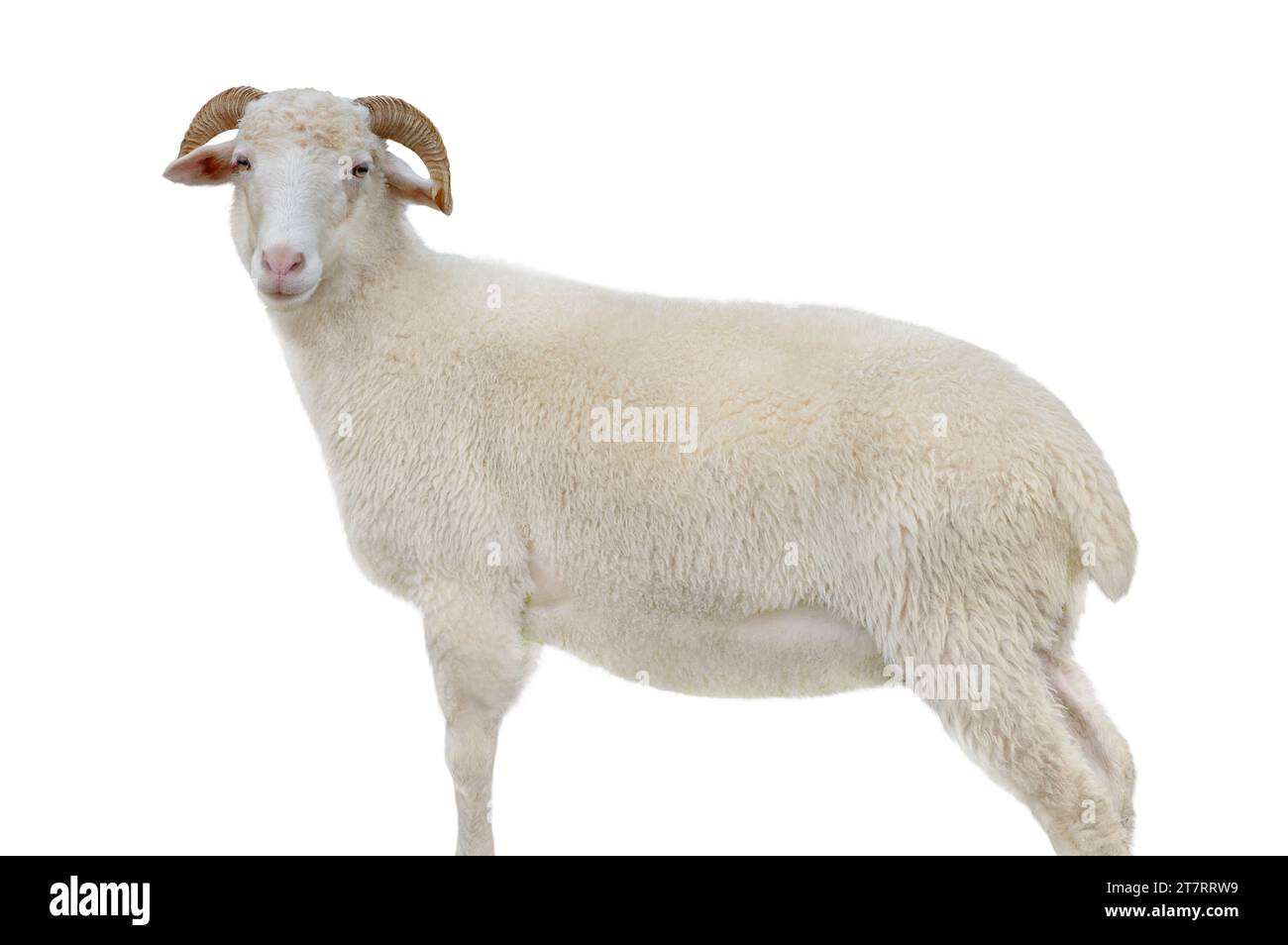 sheep isolated on white background Stock Photo - Alamy