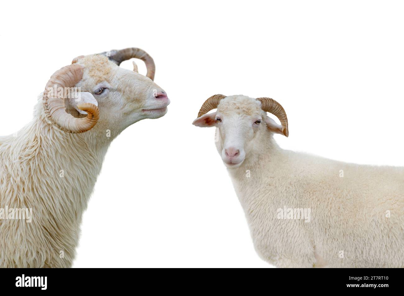 portrait of a ram isolated on white background Stock Photo - Alamy
