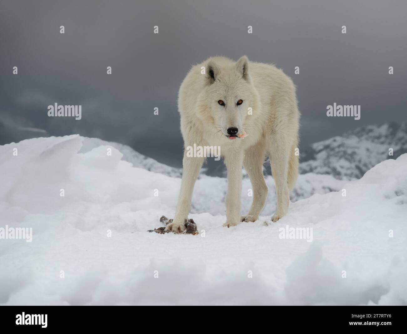 Arctic wolf eats its prey in winter Stock Photo - Alamy