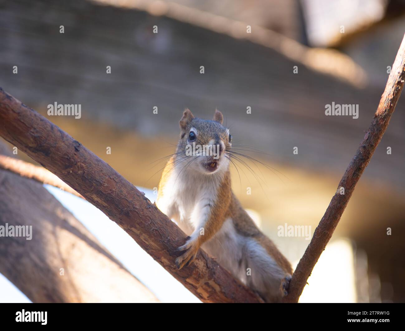 Red squirrel sitting on a tree branch Stock Photo - Alamy