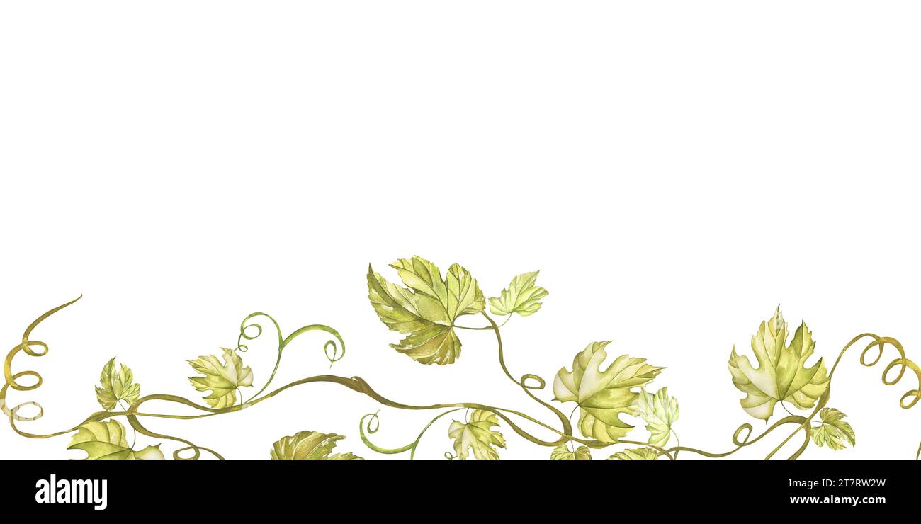 Grapevine leaf hand drawn watercolor illustration. Banner. Grapes tree ...