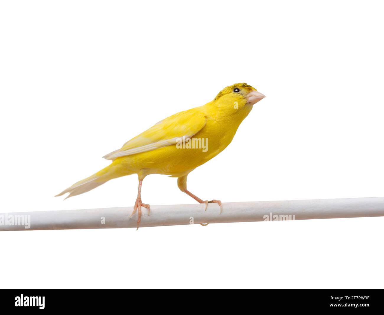 yellow canary isolated on a white background Stock Photo - Alamy