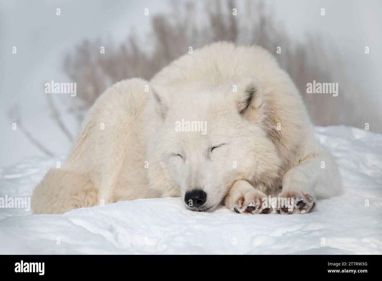 Polar white wolf sleeps in the snow Stock Photo - Alamy