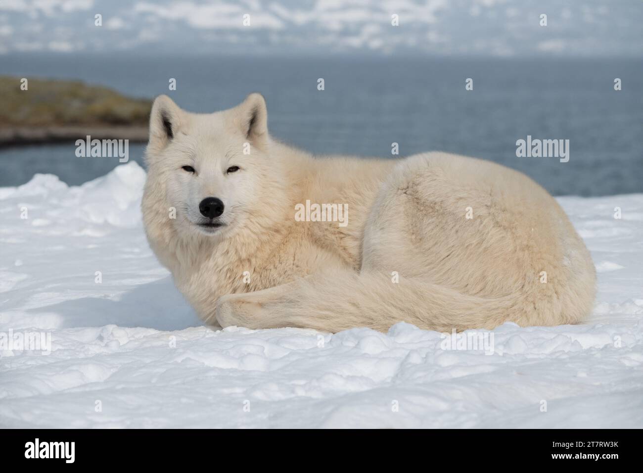 polar wolf lying on the snow against the background of sea Stock Photo ...