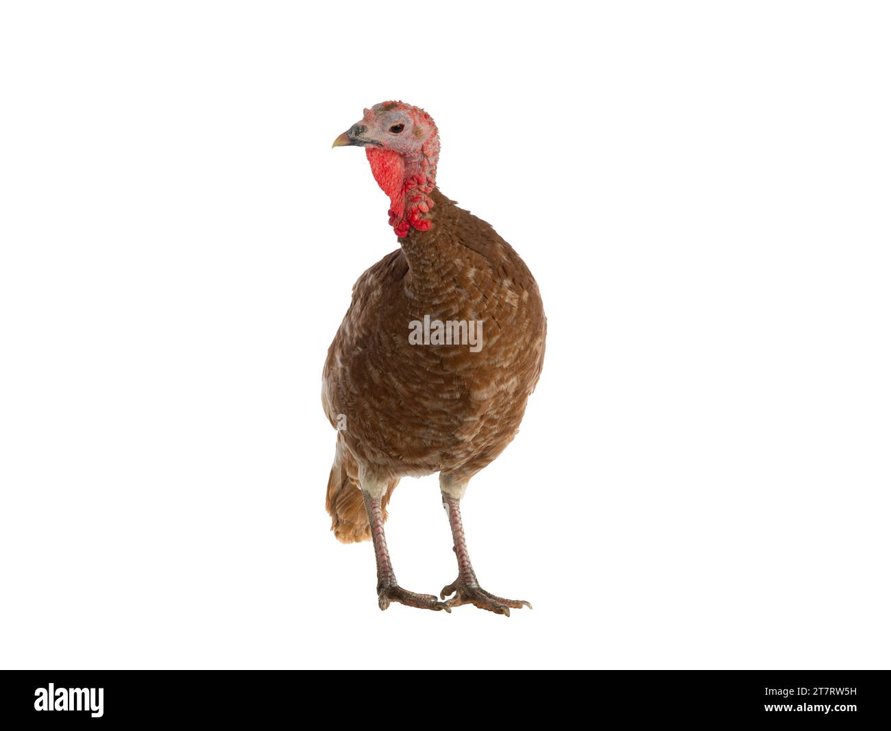 red bourbon turkey female isolated on a white background Stock Photo ...