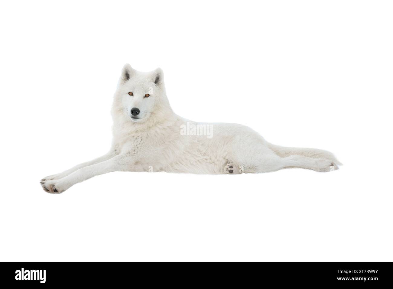 polar wolf isolated on white background Stock Photo - Alamy