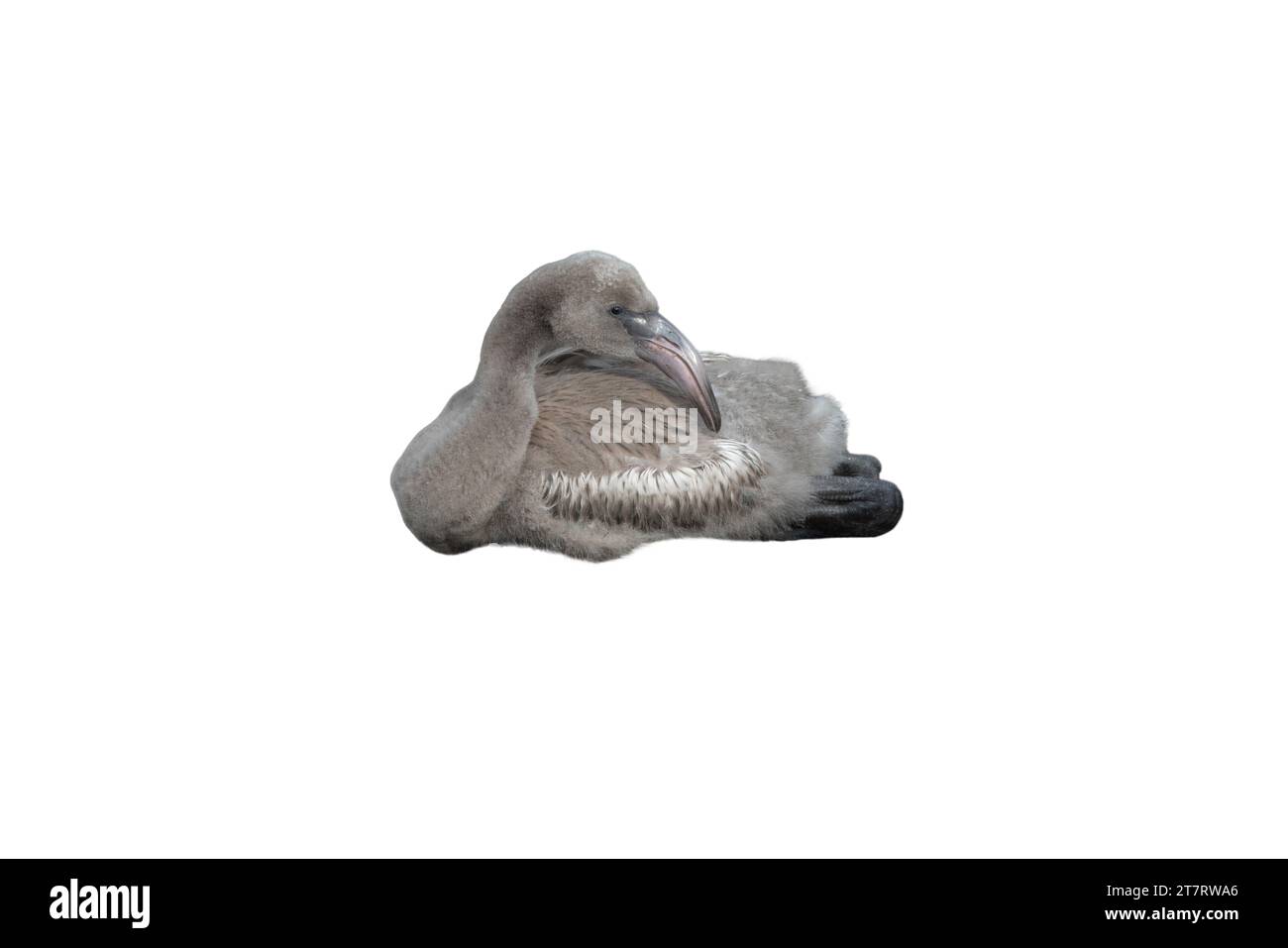 Pink flamingos on flamingo Cut Out Stock Images & Pictures - Alamy