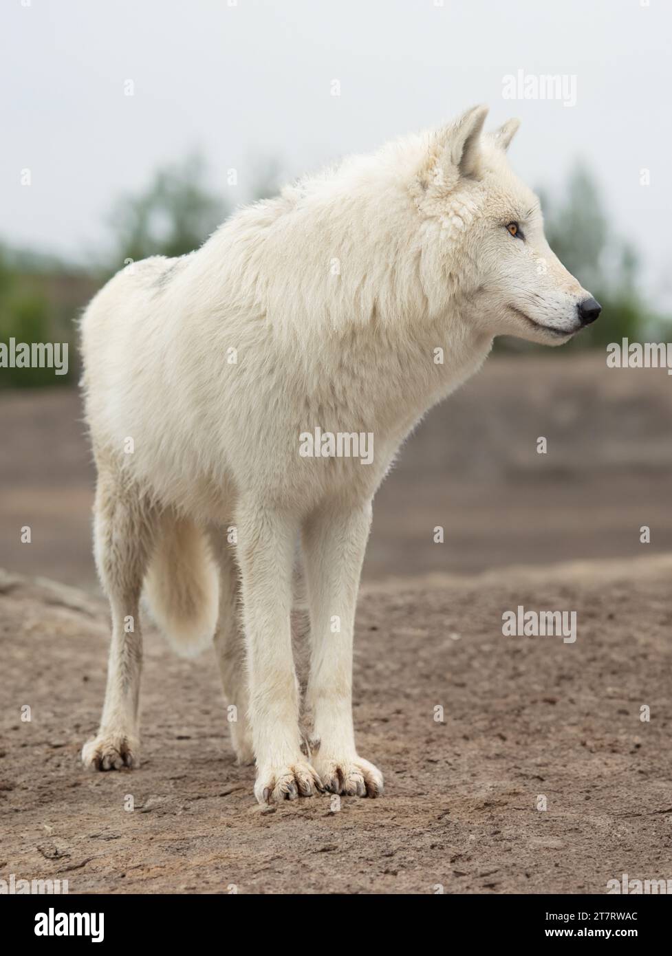 Fierce wolf stands hi-res stock photography and images - Alamy