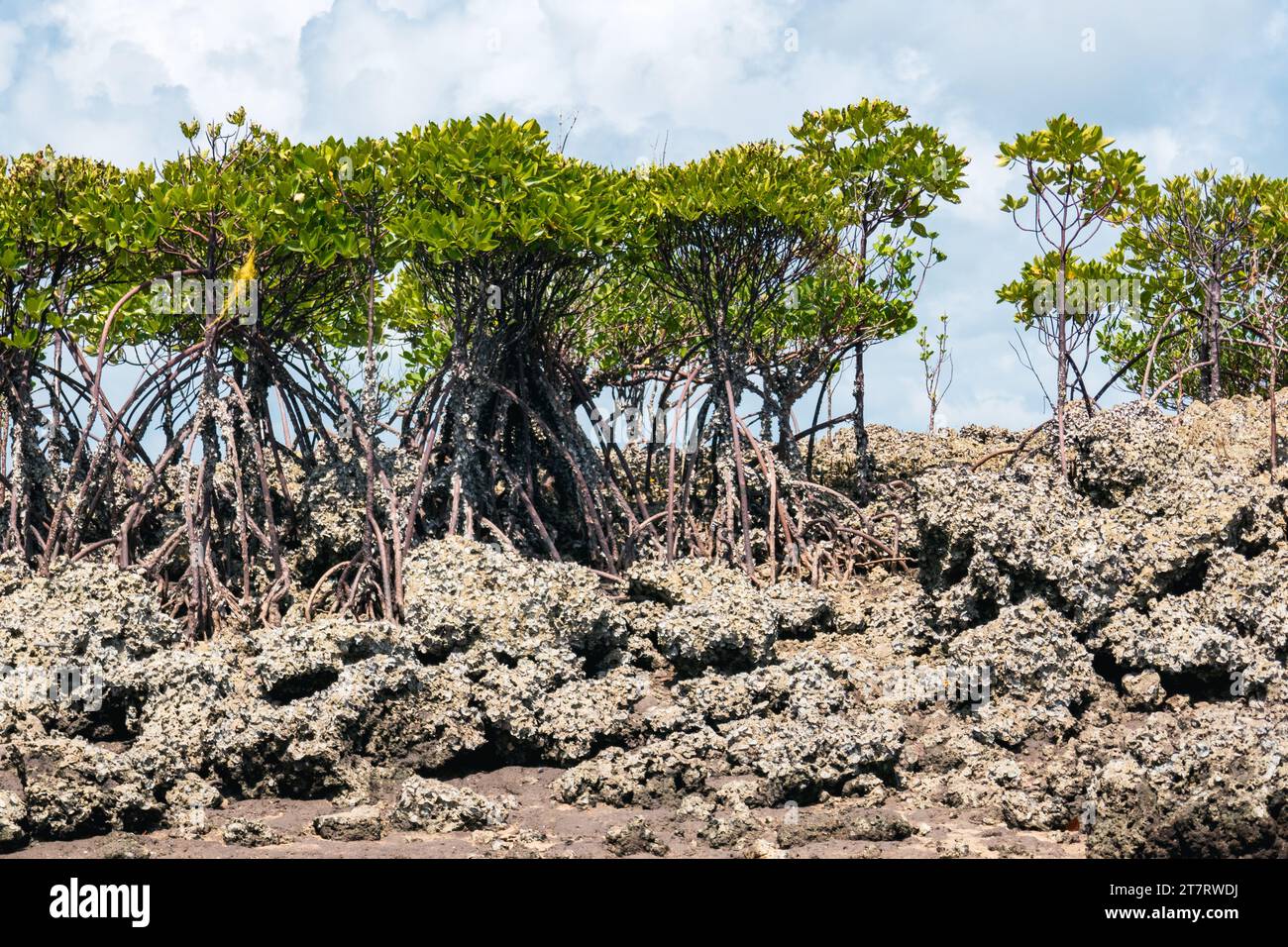 Mangrove Forest at the shores of Indian Ocean at Shela Beach in Lamu ...