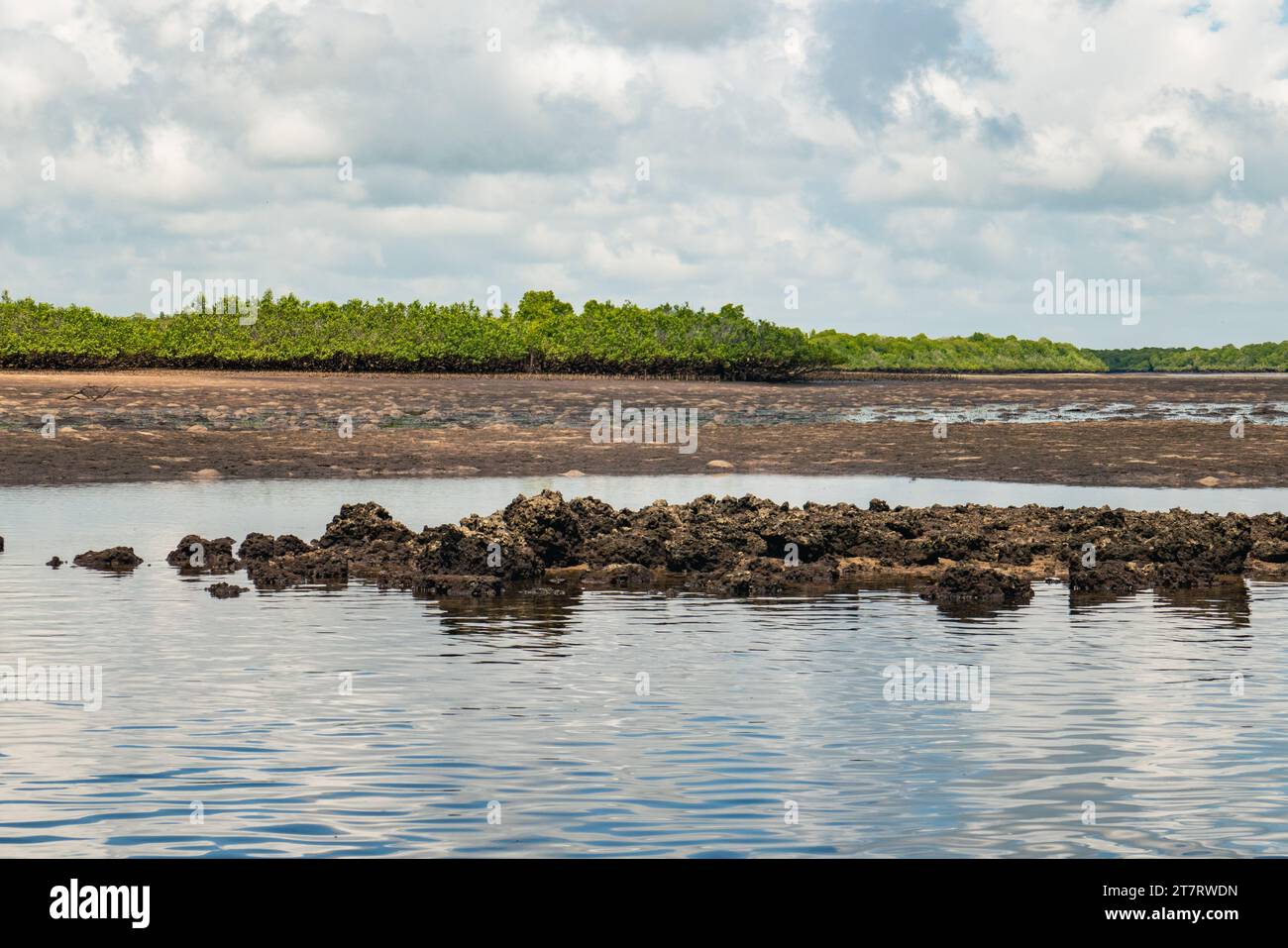 Mangrove Forest at the shores of Indian Ocean at Shela Beach in Lamu ...