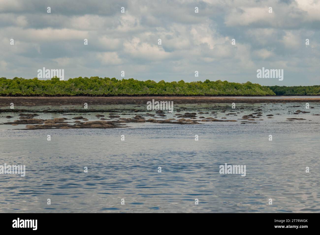 Mangrove Forest at the shores of Indian Ocean at Shela Beach in Lamu ...