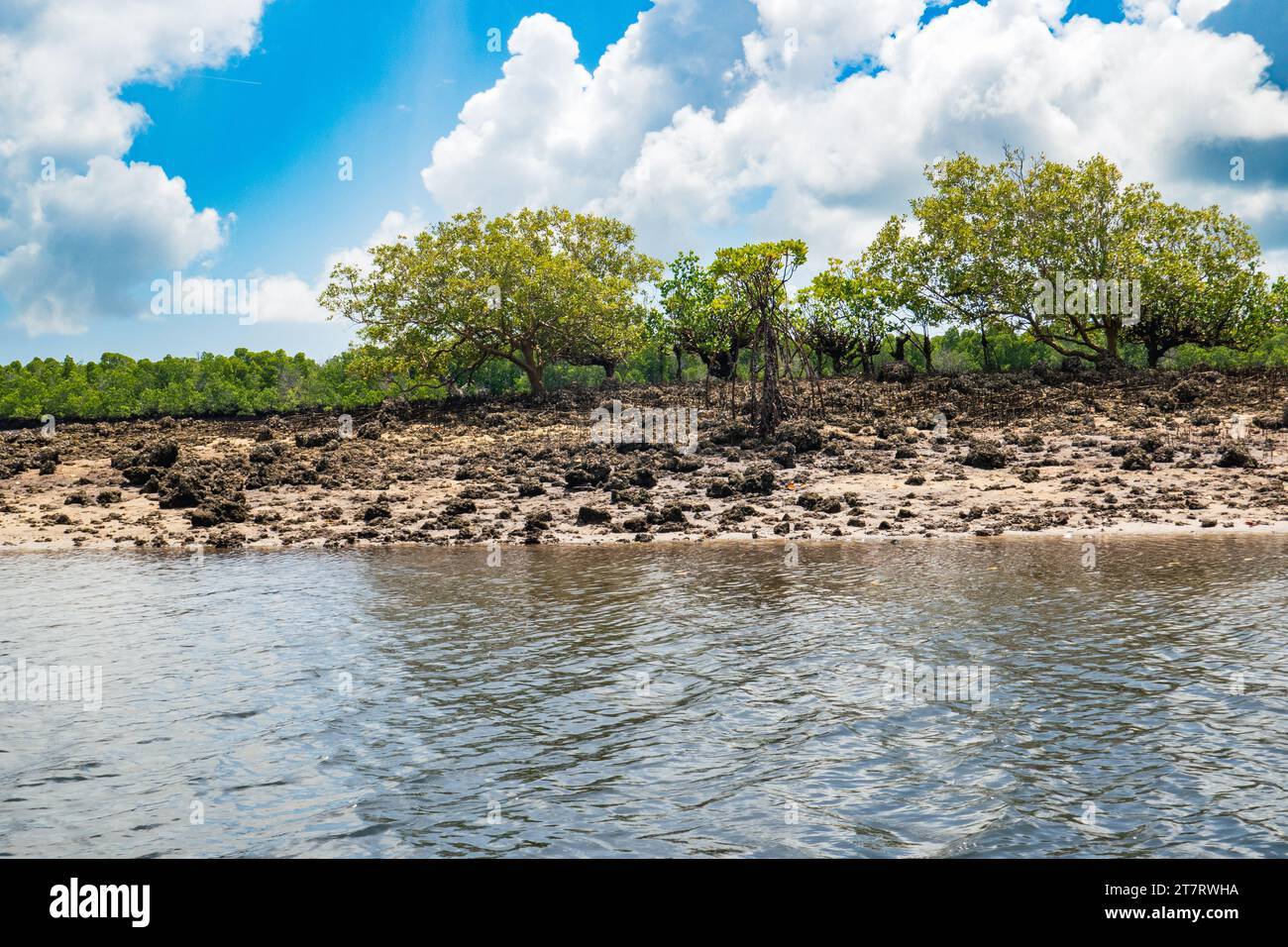 Mangrove Forest at the shores of Indian Ocean at Shela Beach in Lamu ...
