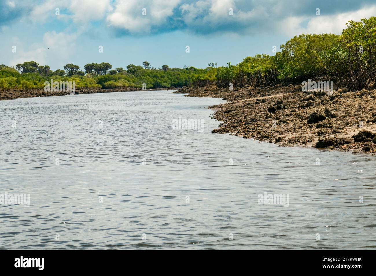 Mangrove Forest at the shores of Indian Ocean at Shela Beach in Lamu ...