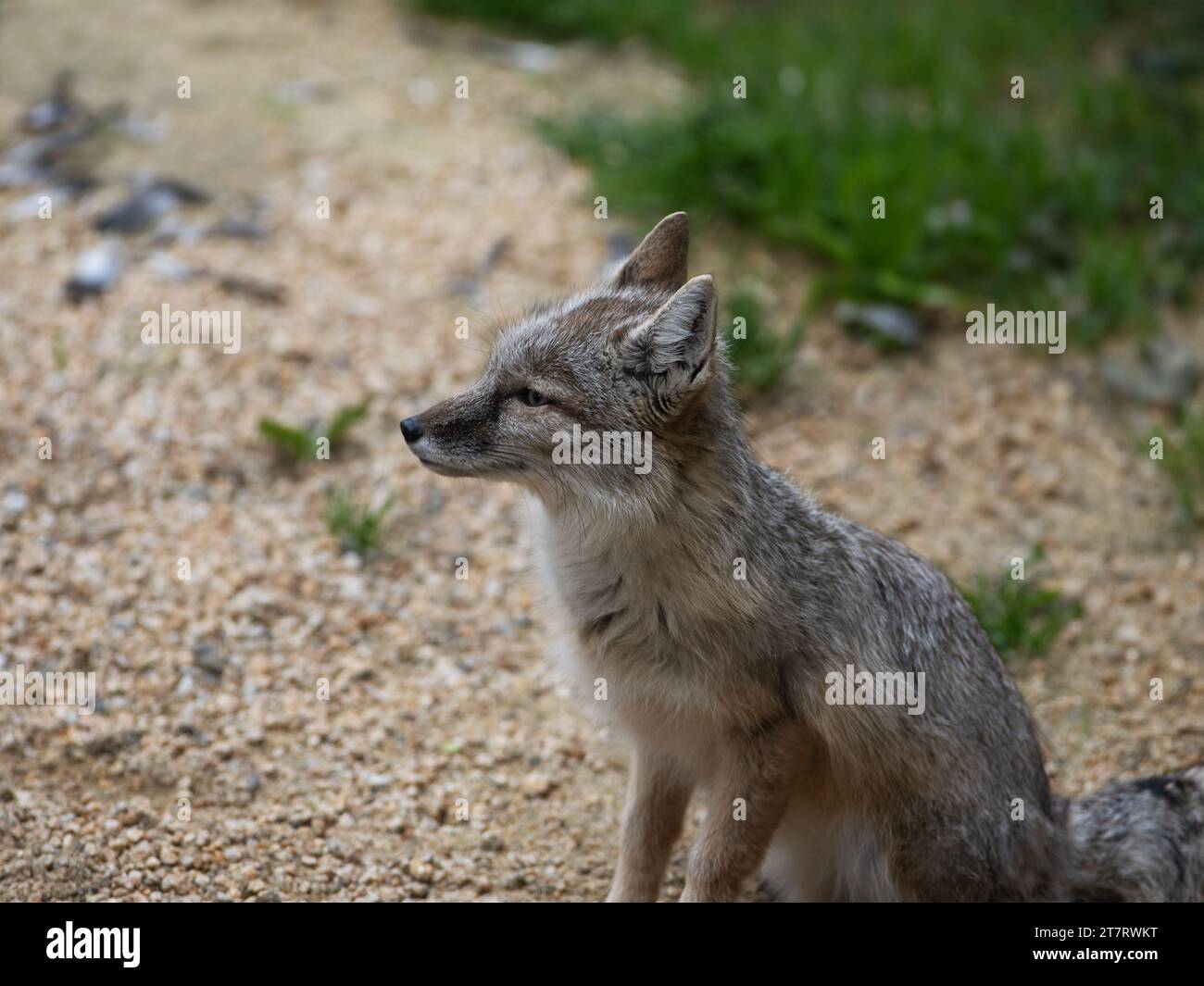 Corsac fox desert hi-res stock photography and images - Alamy