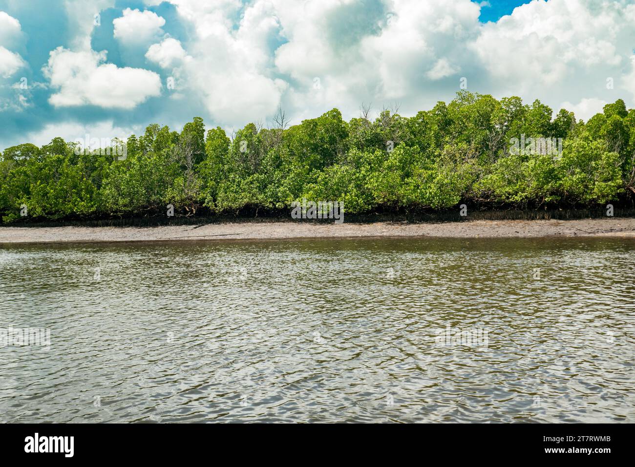 Mangrove Forest at the shores of Indian Ocean at Shela Beach in Lamu ...