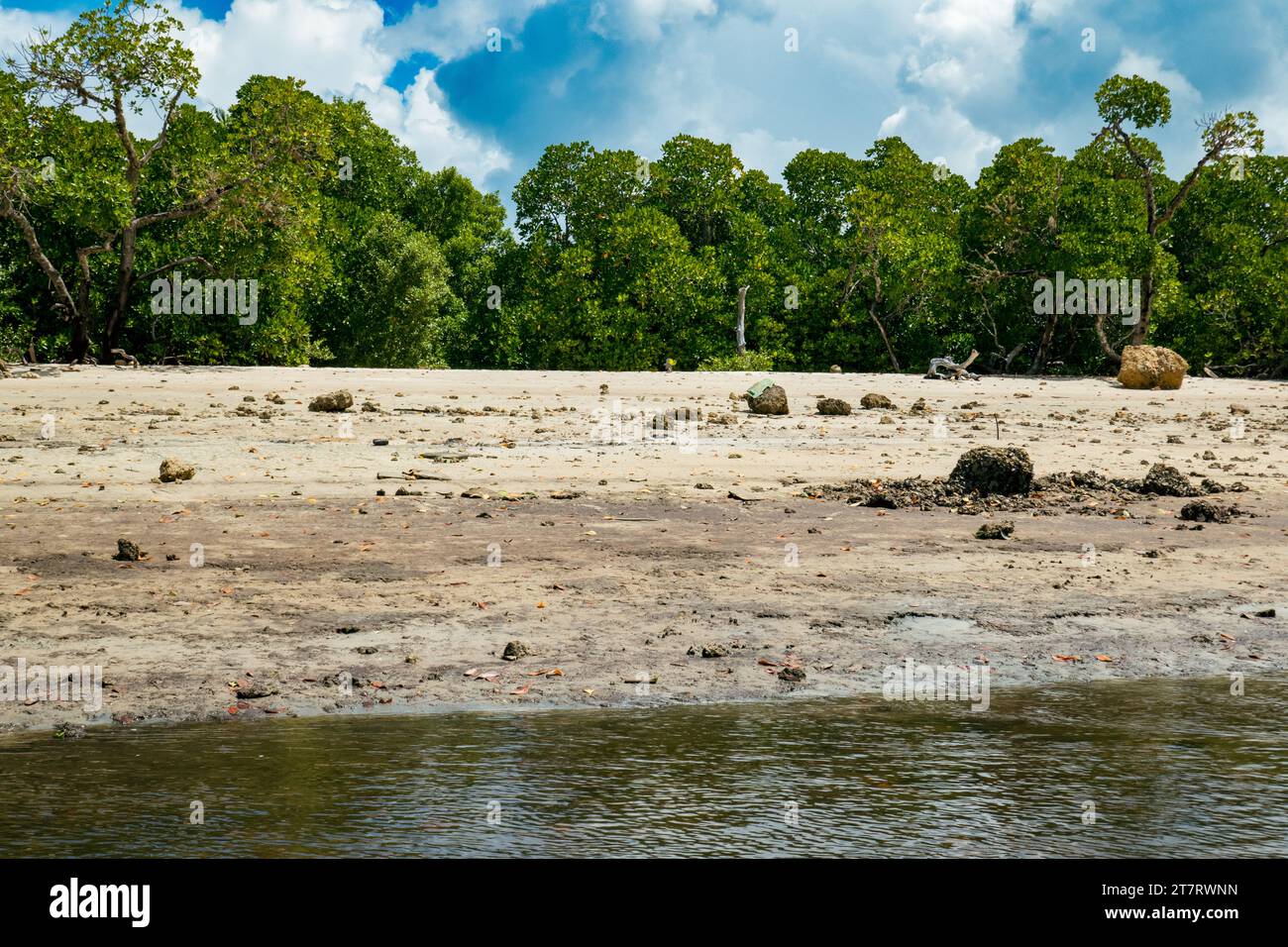 Mangrove Forest at the shores of Indian Ocean at Shela Beach in Lamu ...