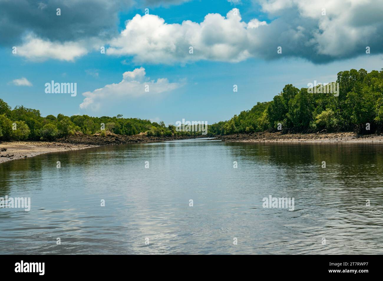 Mangrove Forest at the shores of Indian Ocean at Shela Beach in Lamu ...