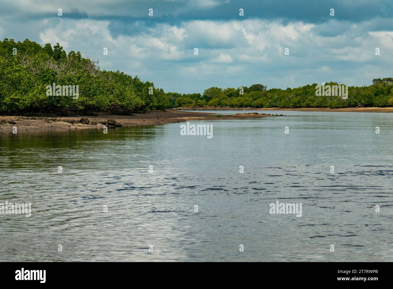 Mangrove Forest at the shores of Indian Ocean at Shela Beach in Lamu ...