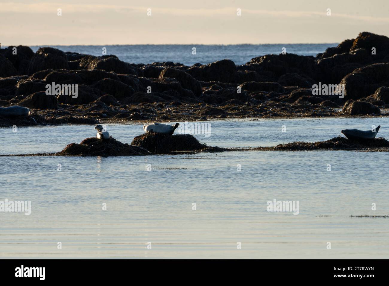 Ytri Tunga seal beach in Snaefellsnes Peninsula Iceland Stock Photo - Alamy