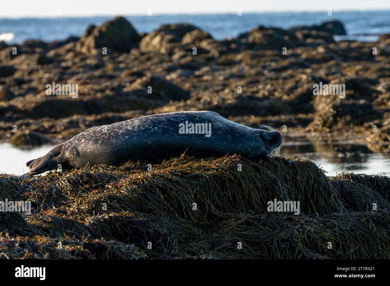 Ytri tunga iceland hi-res stock photography and images - Alamy