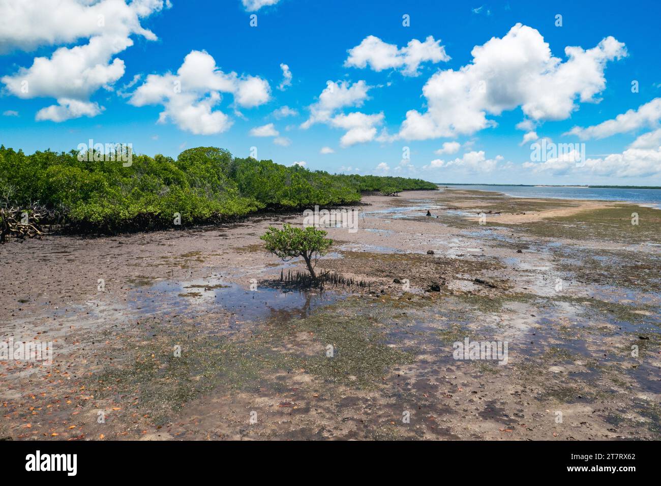 Mangrove Forest at the shores of Indian Ocean at Shela Beach in Lamu ...