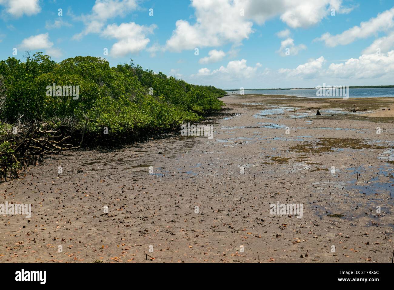 Mangrove Forest at the shores of Indian Ocean at Shela Beach in Lamu ...
