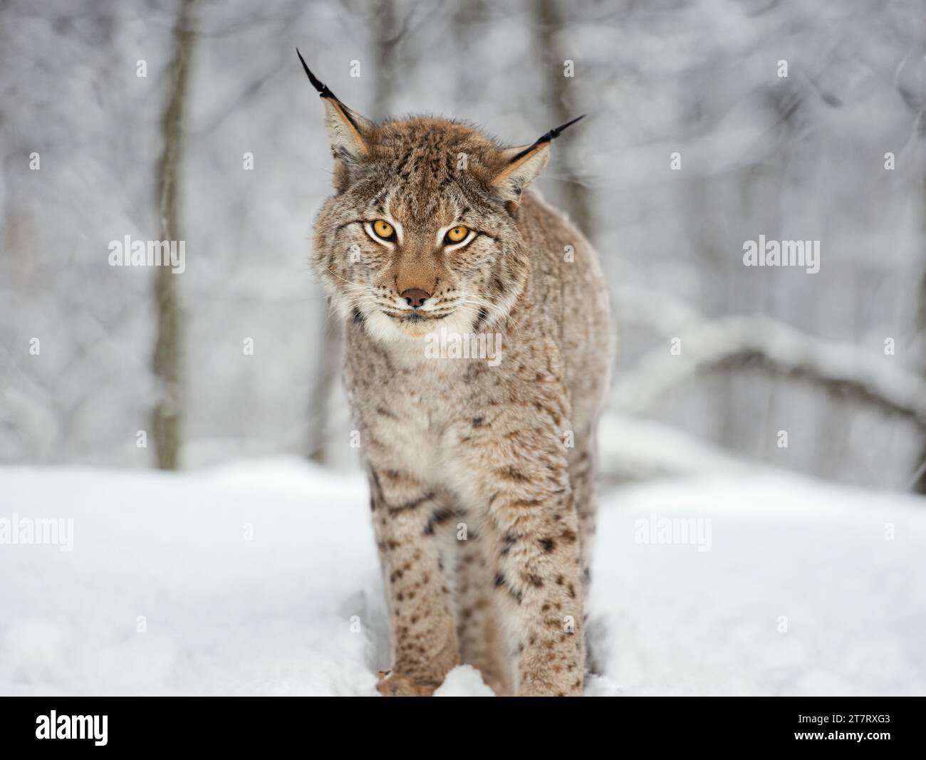 portrait lynx isolated on white background Stock Photo - Alamy