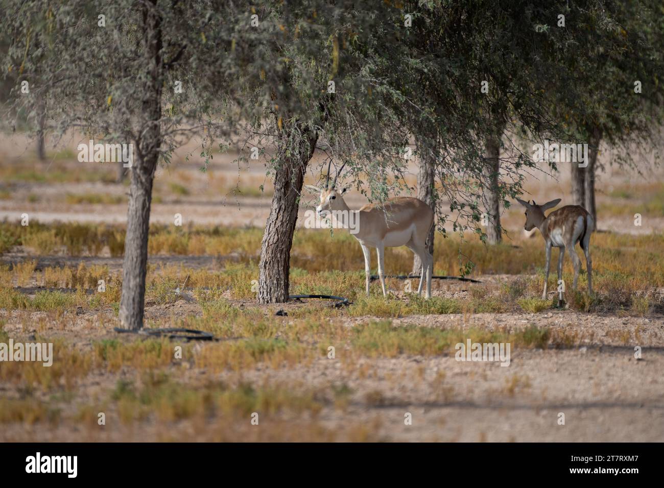 A pair of Arabian sand gazelle (Gazella marica) standing in the shade ...