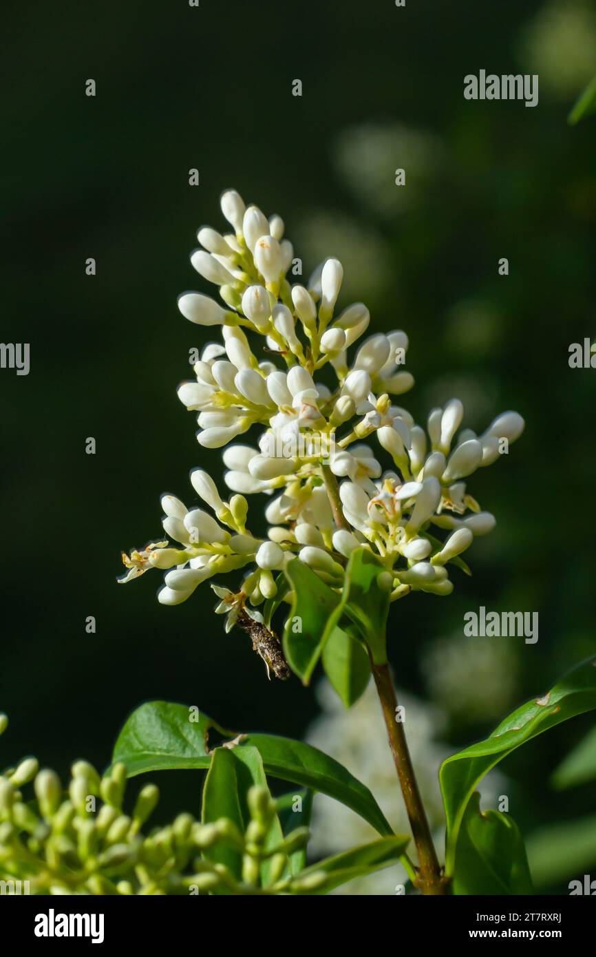Flowering European privet or Ligustrum vulgare with white flowers and ...