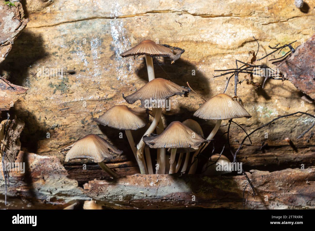 Tall fungi hi-res stock photography and images - Alamy