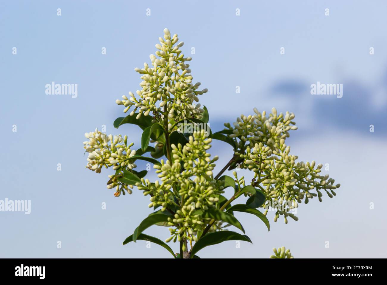 Flowering European privet or Ligustrum vulgare with white flowers and ...