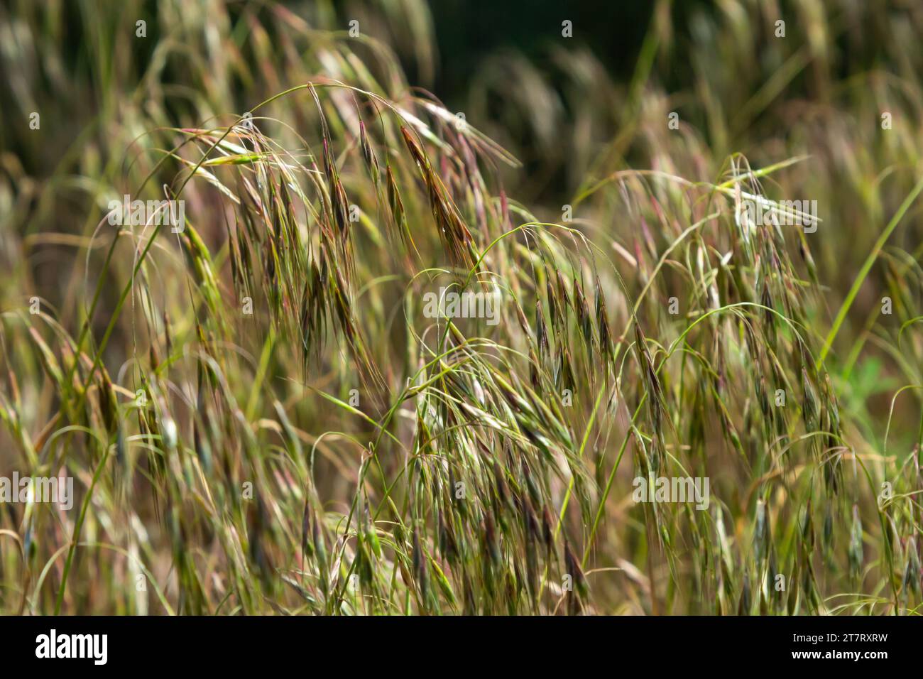 The plant Bromus sterilis, anysantha sterilis, or barren brome belongs ...