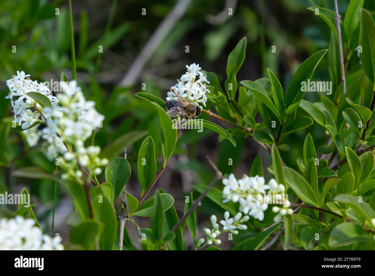 Flowering European privet or Ligustrum vulgare with white flowers and ...