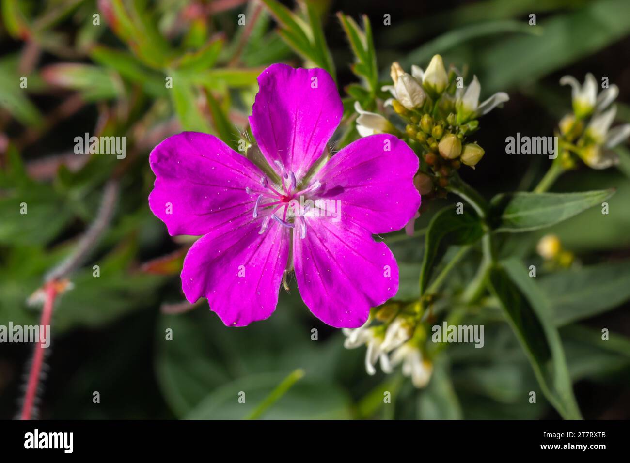Purple flowers of Wild Geranium maculatum close up. Spring nature ...