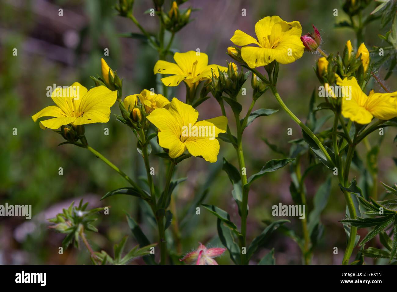 Beautiful bright yellow flowers of golden flax. Mountain flowers ...