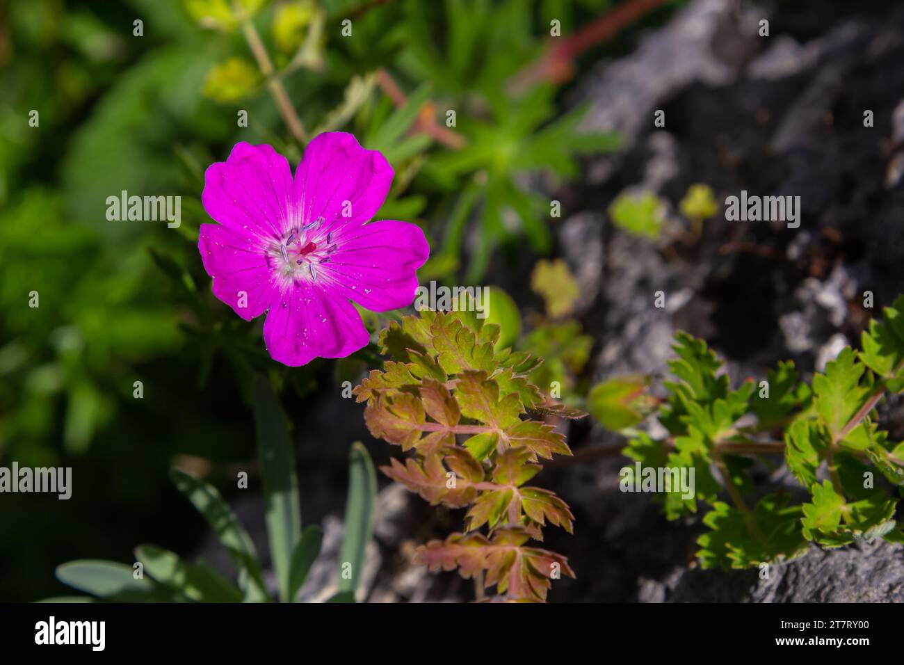 Purple flowers of Wild Geranium maculatum close up. Spring nature ...