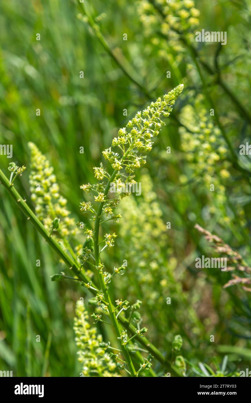 Mignonette flower hi-res stock photography and images - Alamy