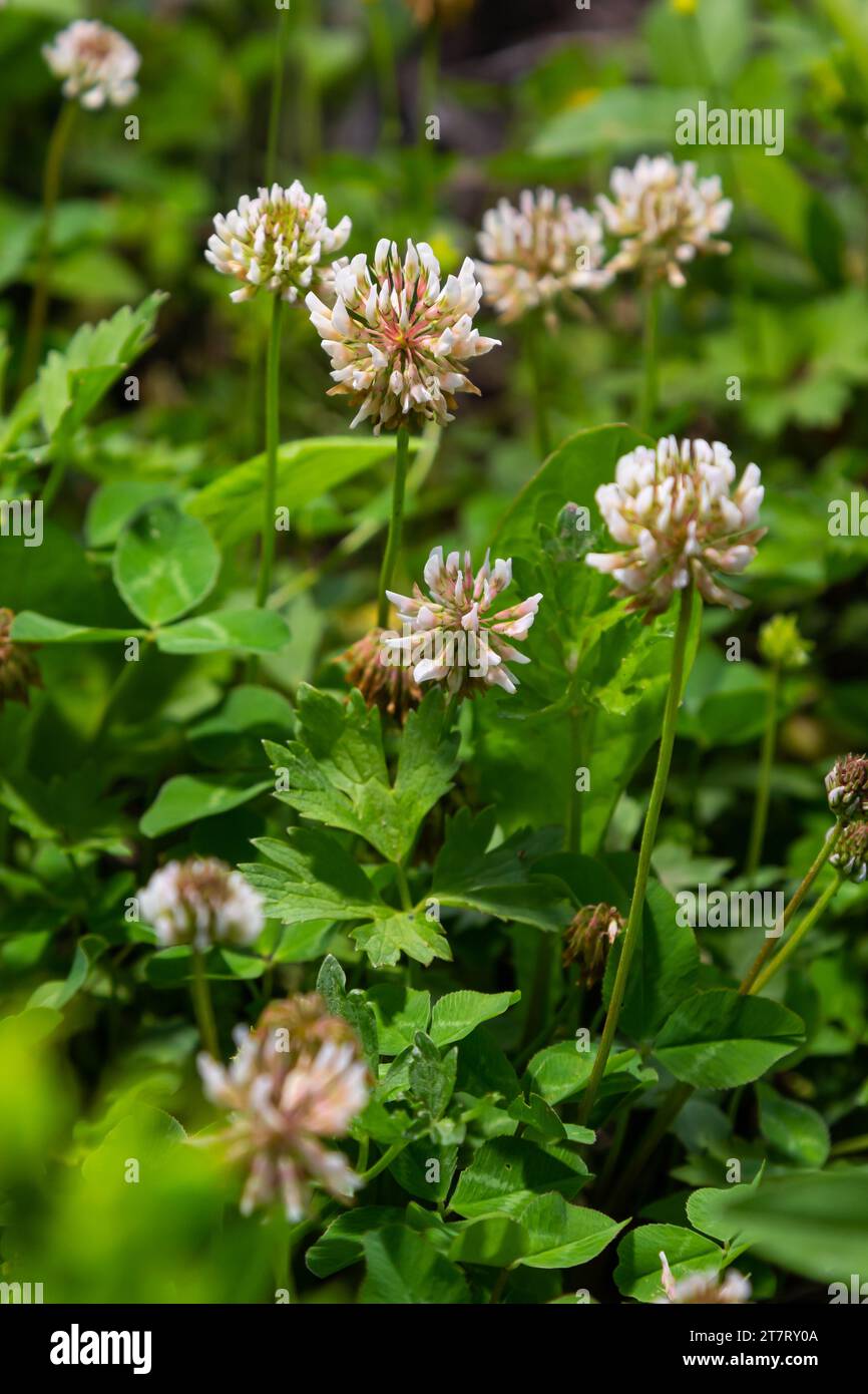 White clover aka Trifolium repens in grass on summer meadow. Close up ...