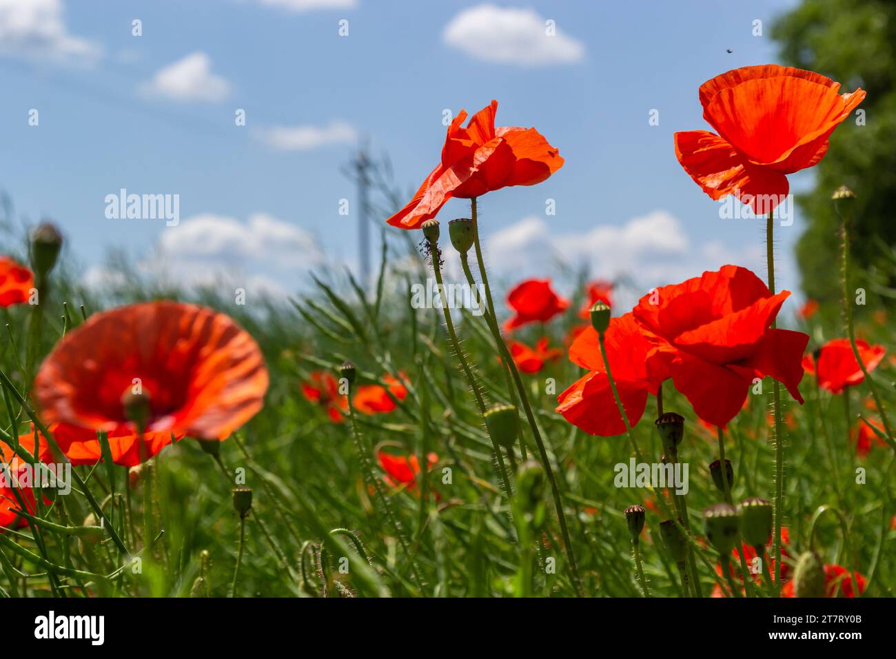 Common names for Papaver rhoeas include corn poppy, corn rose, field ...